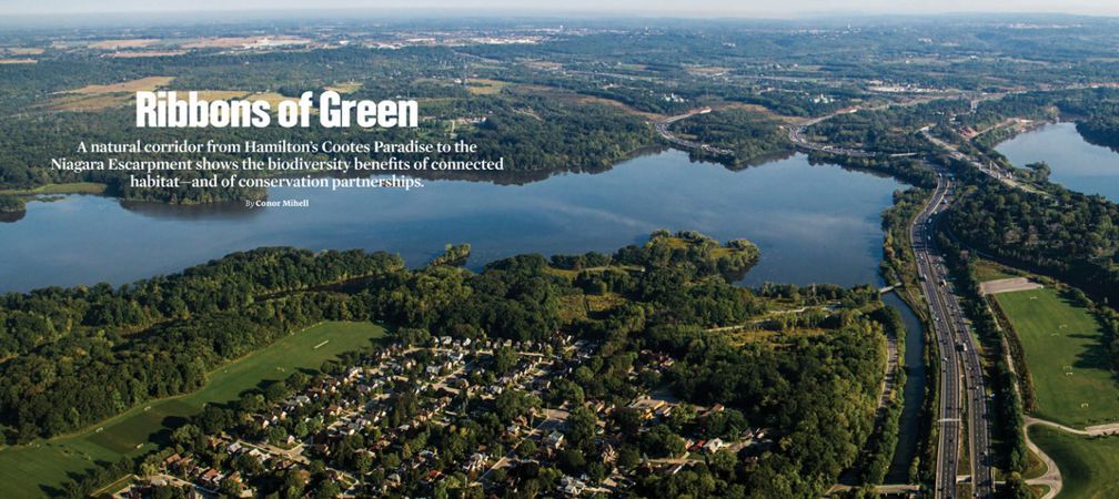 Spring Peeper | Reptiles & Amphibians in Ontario | Ontario Nature