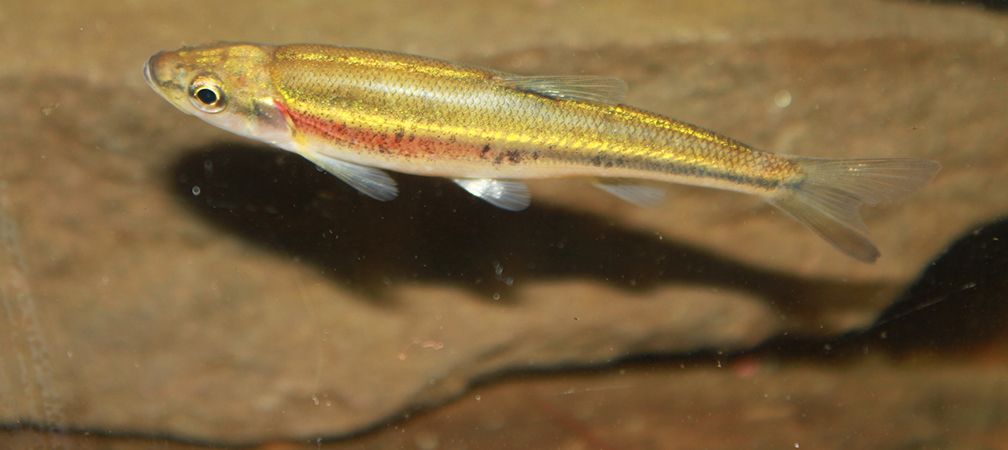 New Hope for a Small but Mighty Minnow in the GTA? - Ontario Nature