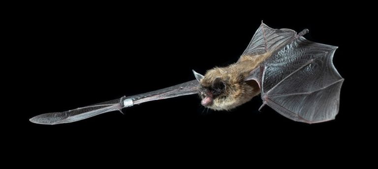 The Impact of Bill 5 on Threatened and Endangered Species - Ontario Nature