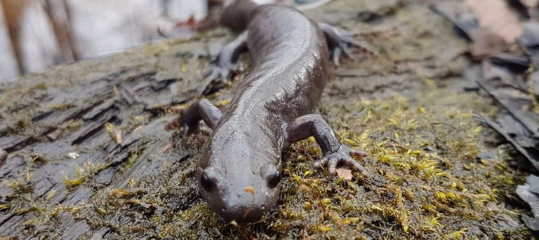 The Impact of Bill 5 on Threatened and Endangered Species - Ontario Nature