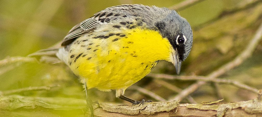 The Impact of Bill 5 on Threatened and Endangered Species - Ontario Nature