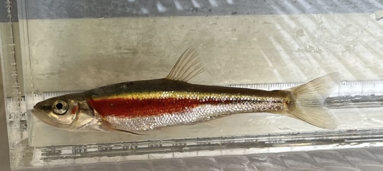 The Impact of Bill 5 on Threatened and Endangered Species - Ontario Nature