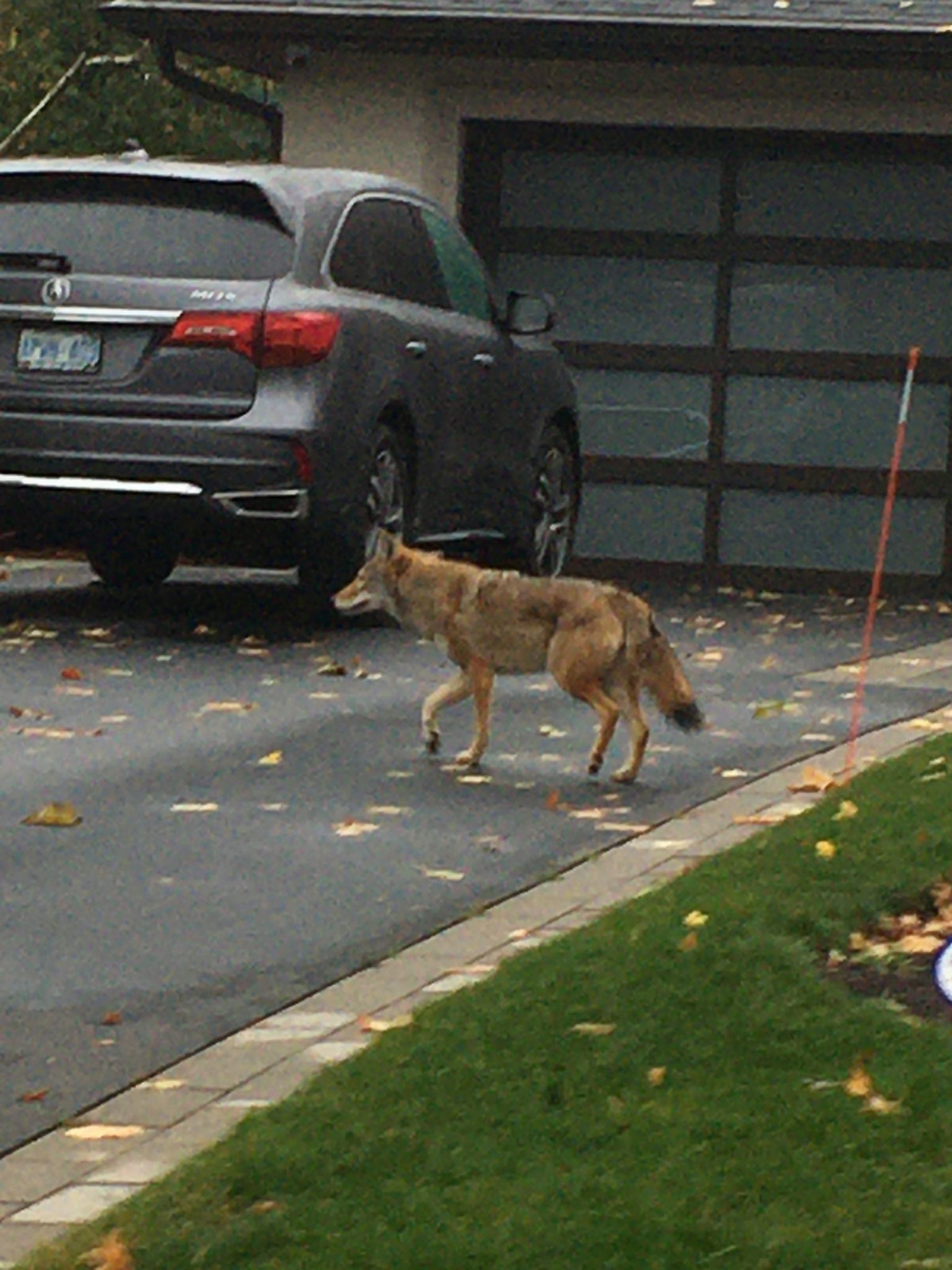 » The Inconvenient Urban Coyote