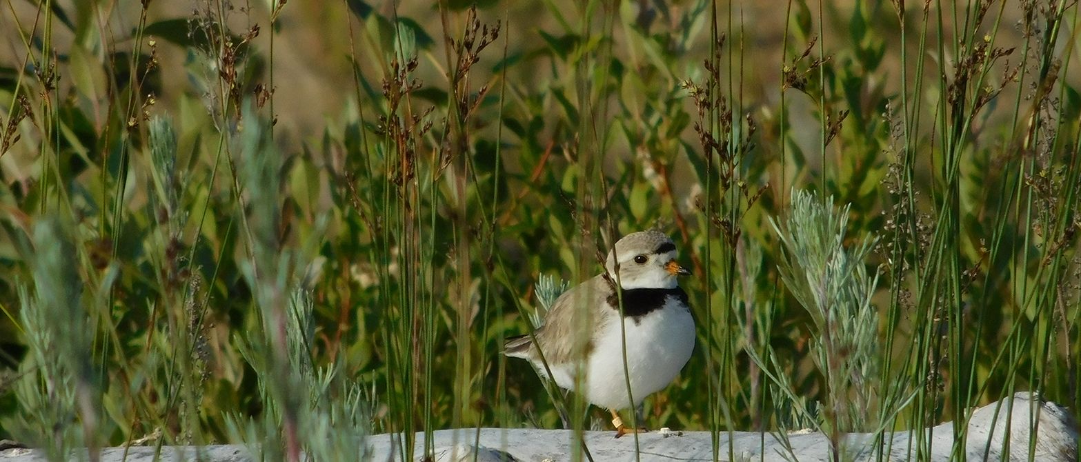Piping Plovers are a Symbol of the Challenges and Triumphs of ...