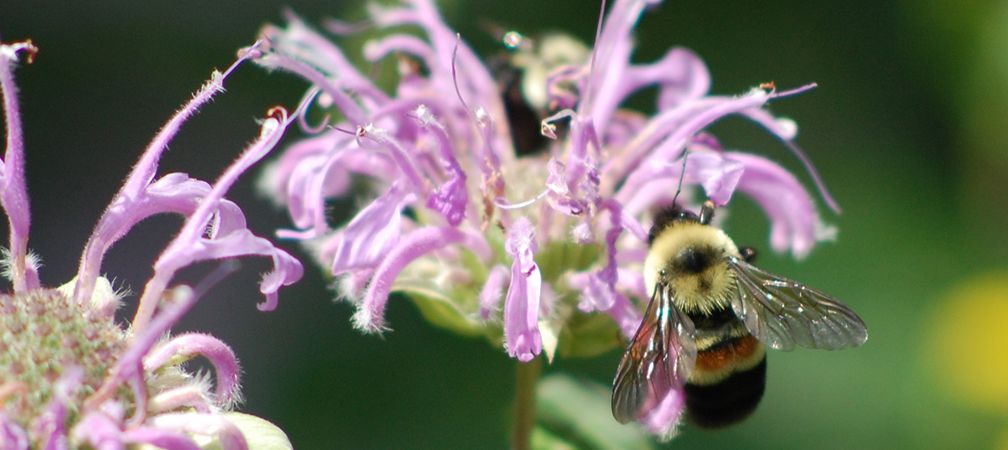 Over 100 Species at Risk Lose Protection Under the Species Conservation ...